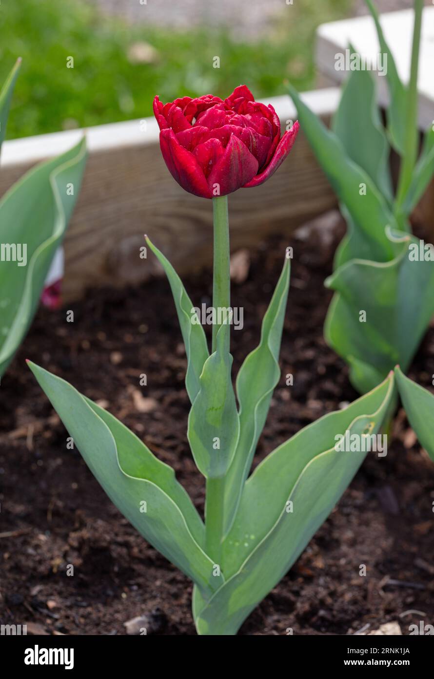 Tulip classification hi-res stock photography and images - Alamy