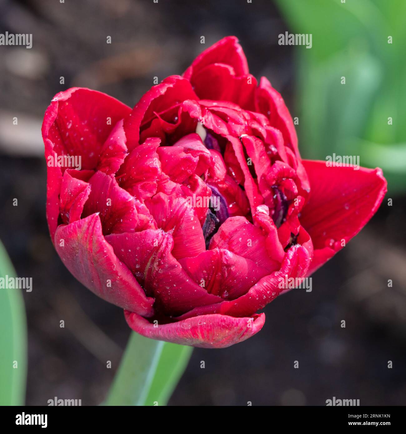 Tulip classification hi-res stock photography and images - Alamy