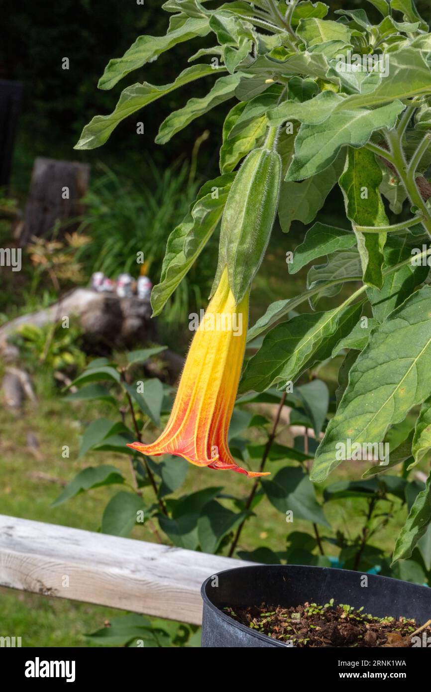 Blood-red Angel’s Trumpet, Röd änglatrumpet (Brugmansia sanguinea Stock ...