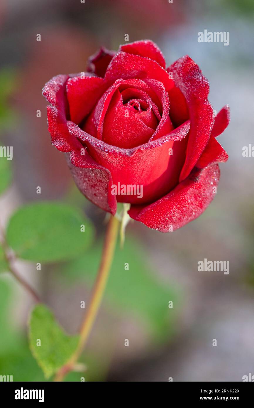 Ingrid bergman rose hi-res stock photography and images - Alamy
