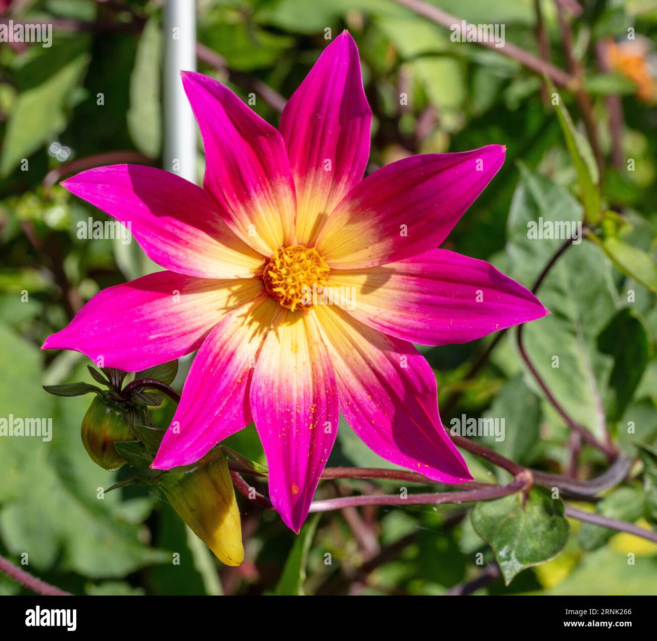 Single flowered dahlia hi-res stock photography and images - Alamy