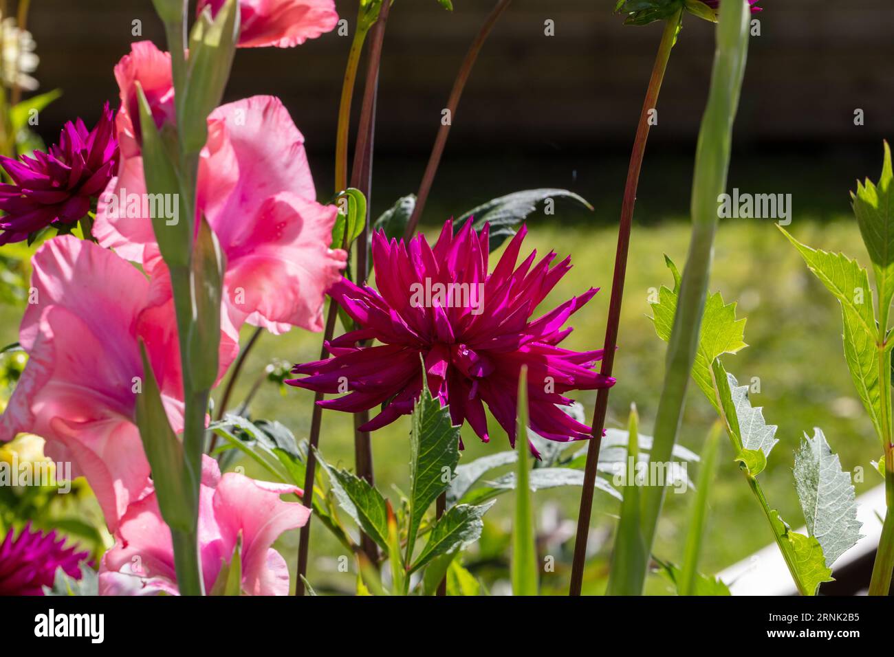 'Ambition' Cactus dahlia, Kaktusdahlia (Dahlia x Hortensis Stock Photo ...