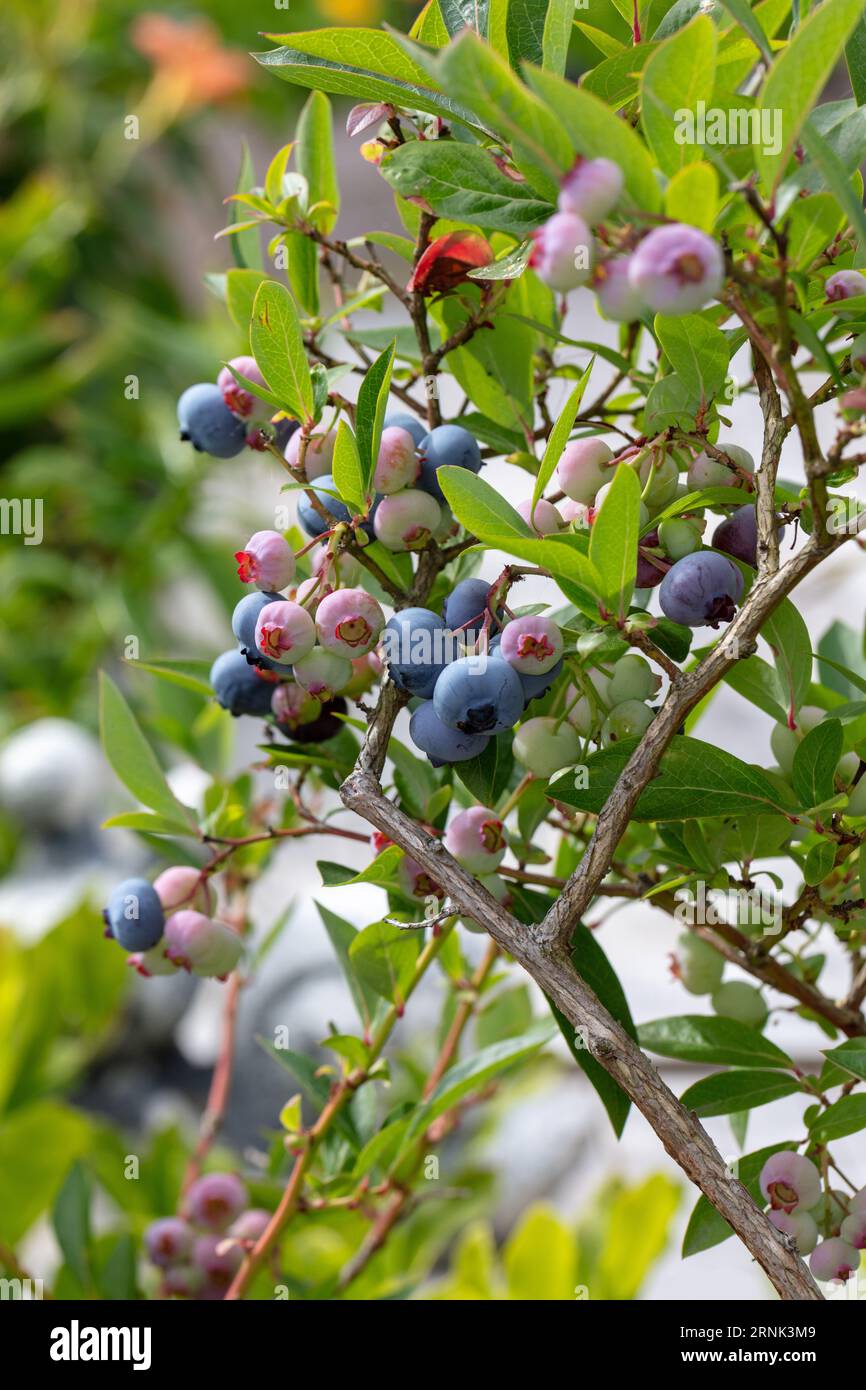 'Patriot' Northern highbush blueberry, Amerikansk blåbär (Vaccinium ...
