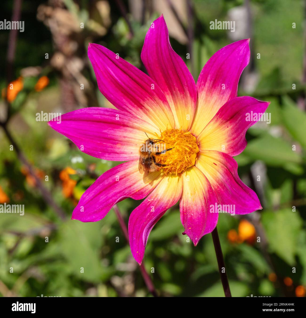 Single flowered dahlia hi-res stock photography and images - Alamy