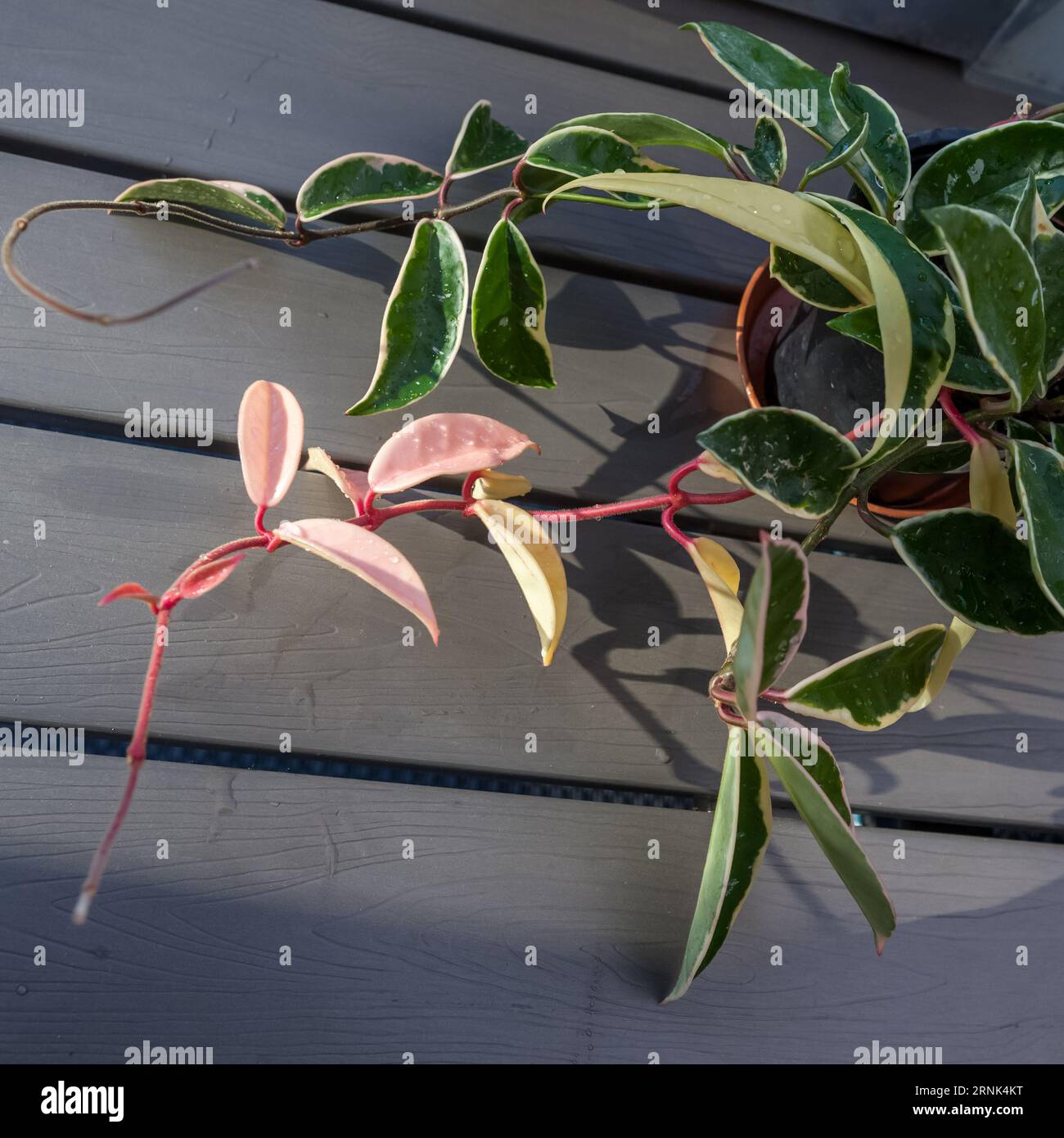 'Krimson Queen' Golden Wax Plant, Porslinsblomma (Hoya carnosa Stock ...