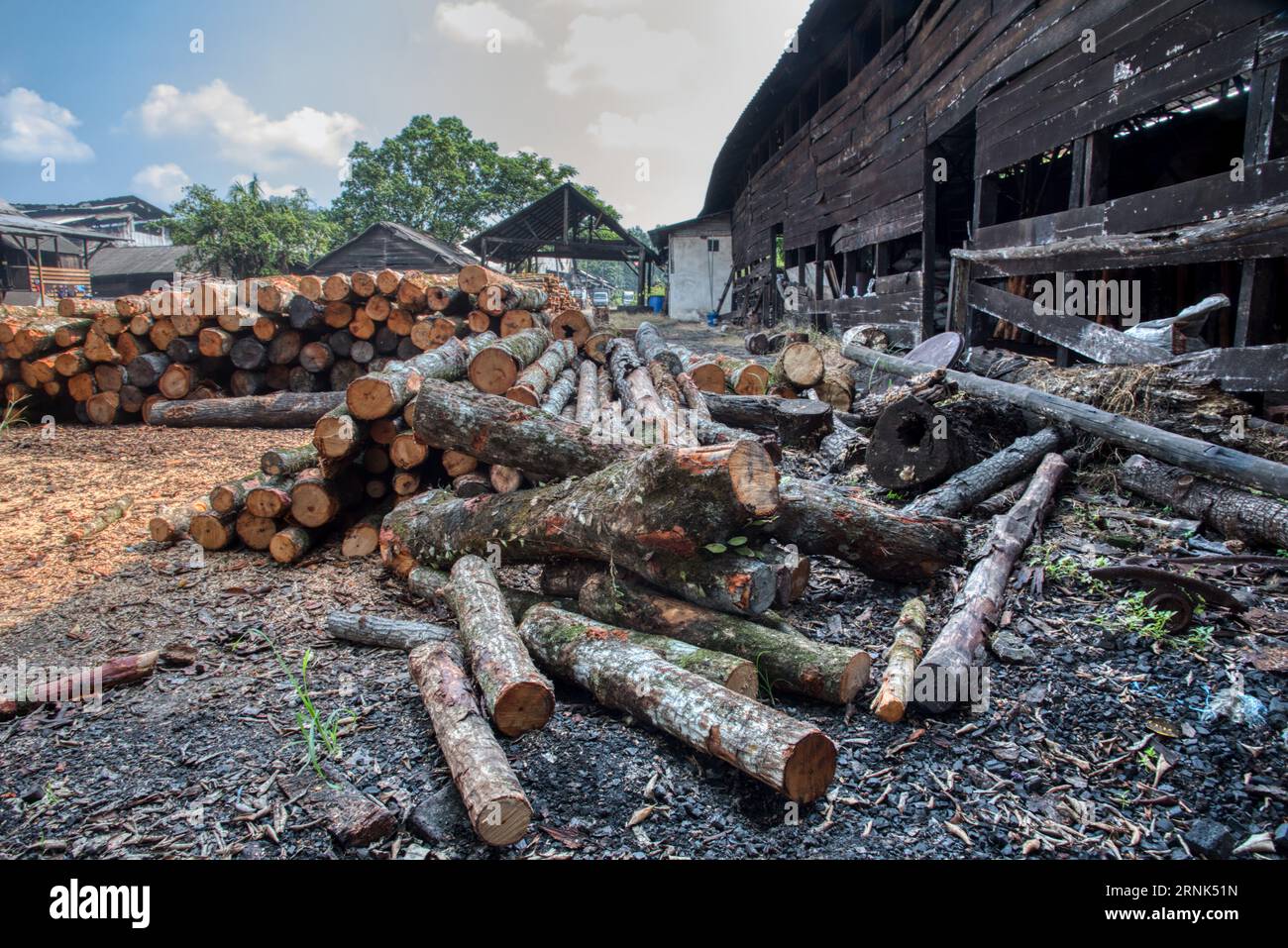Scene of the forest mangrove logs are transported and left drying at ...