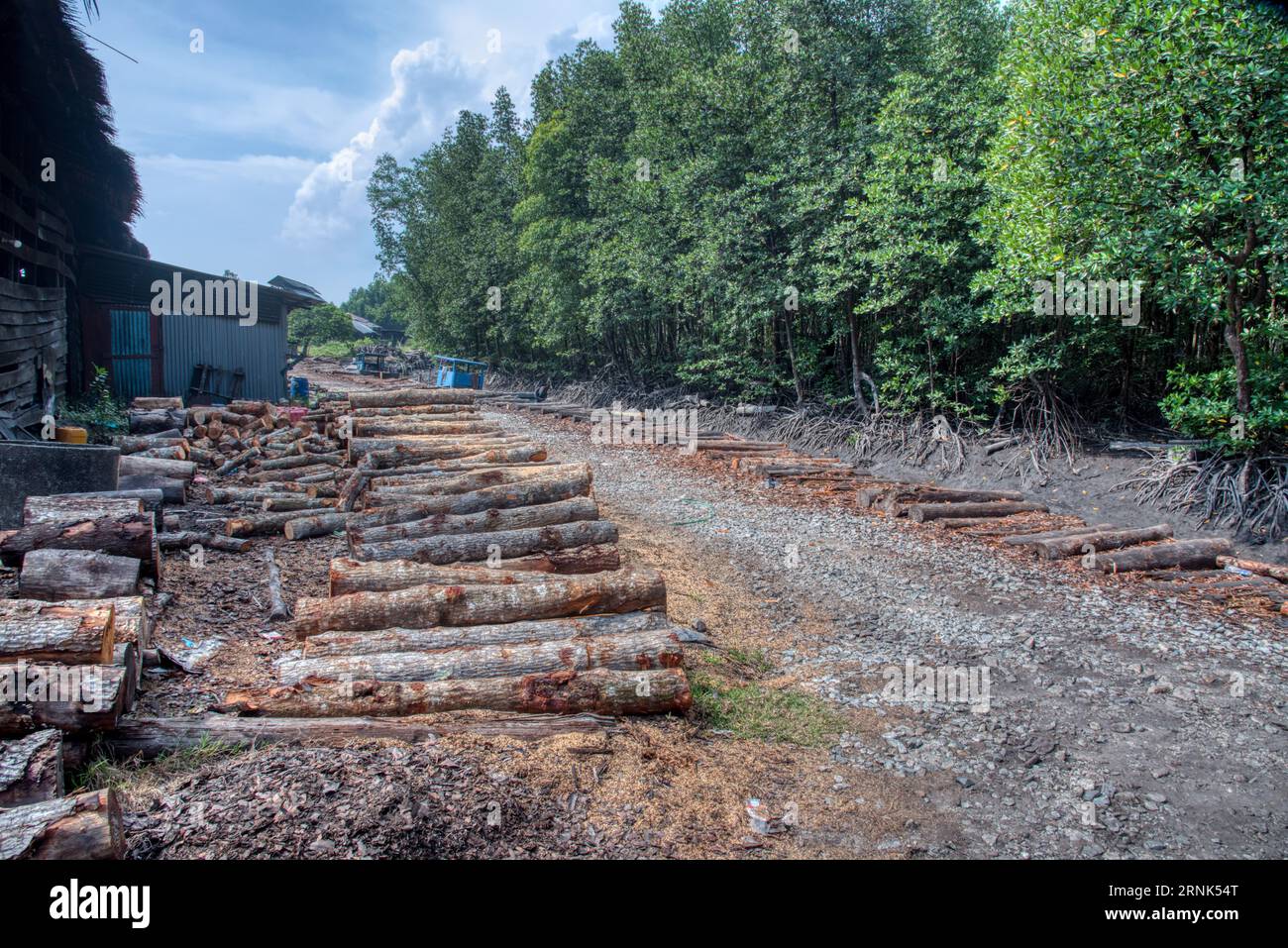 Scene of the forest mangrove logs are transported and left drying at ...