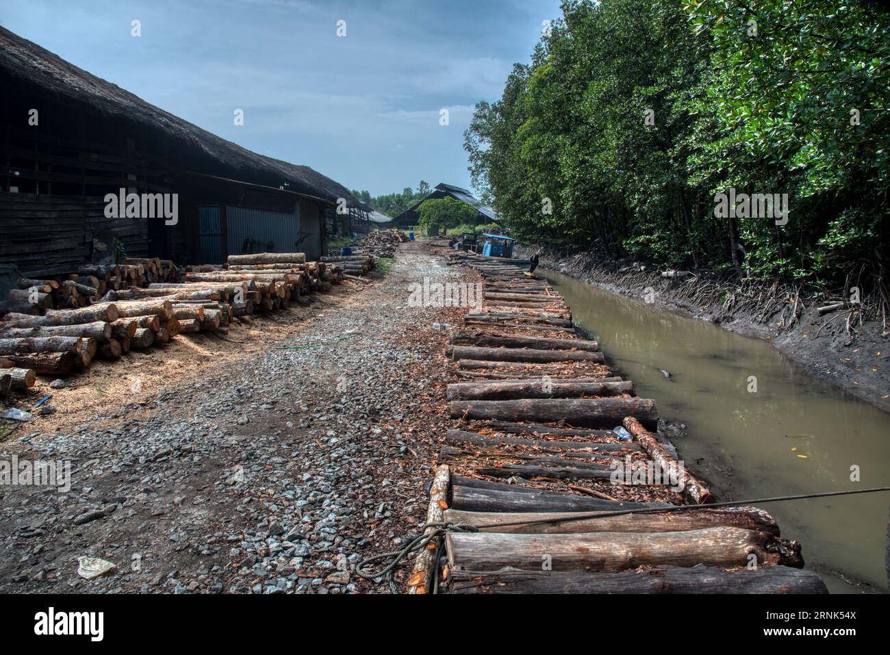 Scene of the forest mangrove logs are transported and left drying at ...