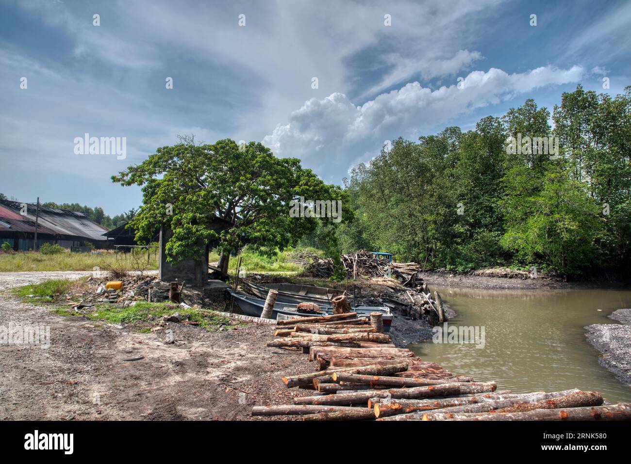 Scene of the forest mangrove logs are transported and left drying at ...