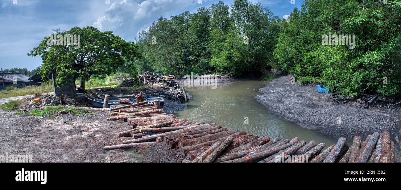 Scene of the forest mangrove logs are transported and left drying at ...