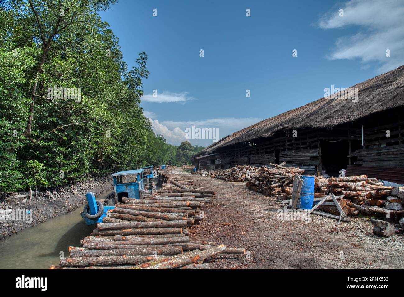 Scene of the forest mangrove logs are transported and left drying at ...