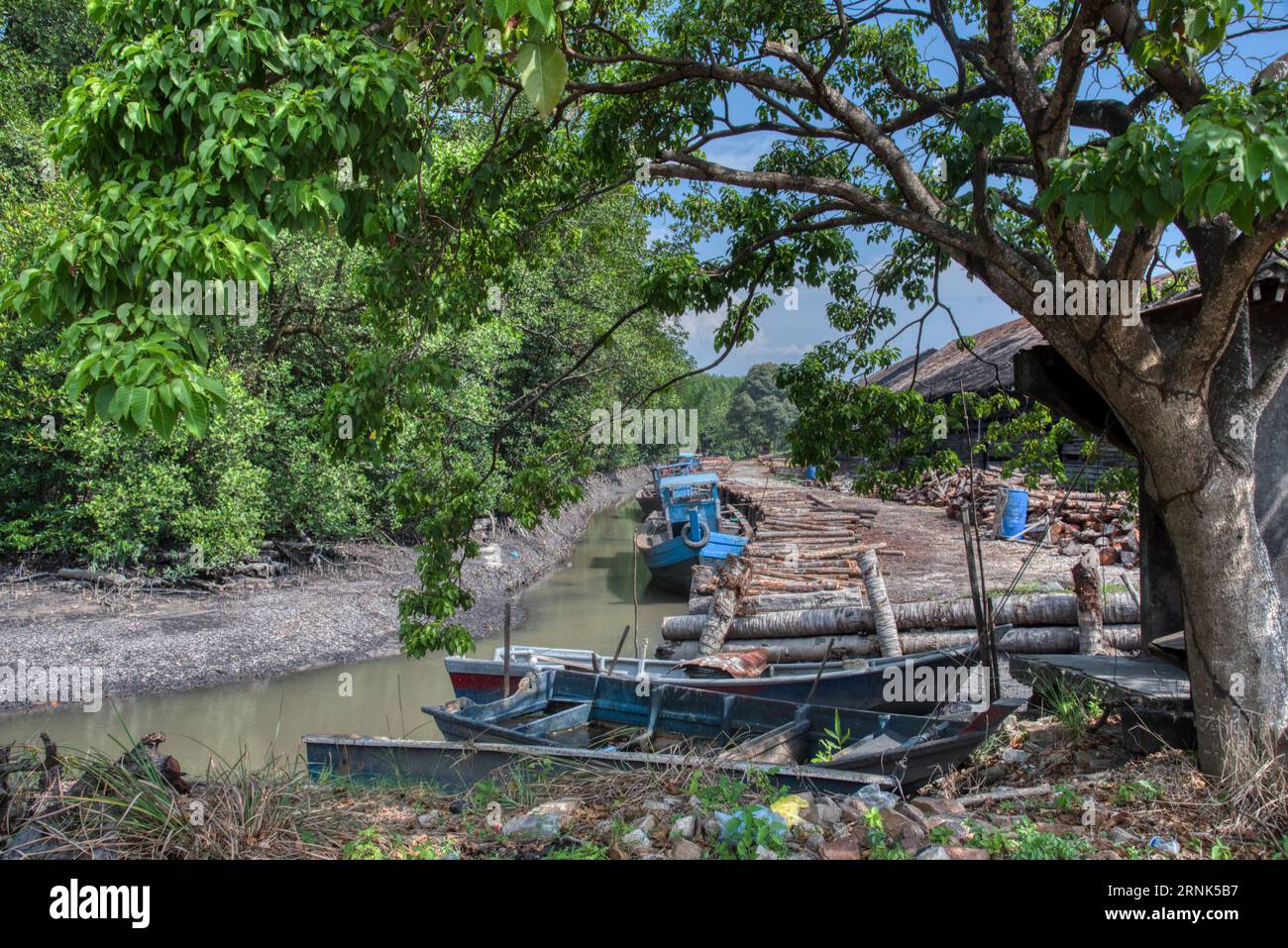 Scene of the forest mangrove logs are transported and left drying at ...