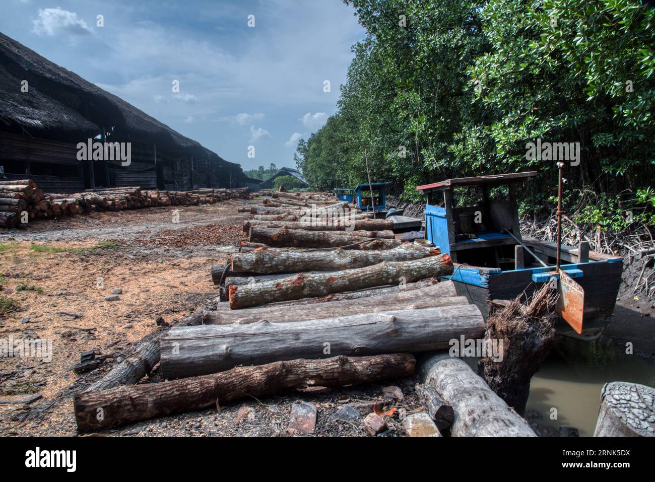 Scene of the forest mangrove logs are transported and left drying at ...