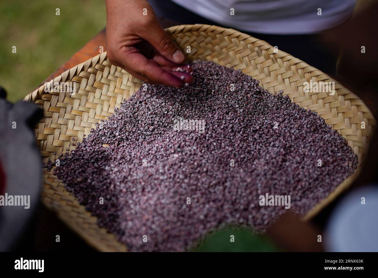 Mayeli Garcia inspects dried, crushed tiny female insects known as ...