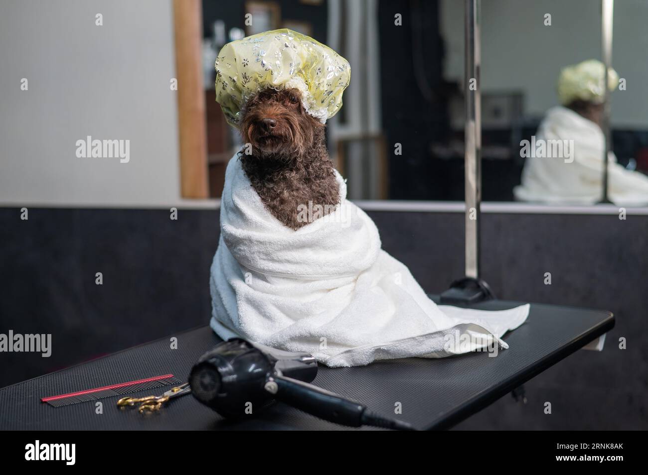 Cute brown mini poodle in a white towel and shower cap after washing in ...