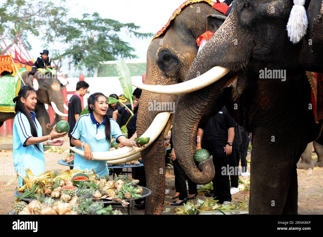 Young women on elephant hi-res stock photography and images - Alamy