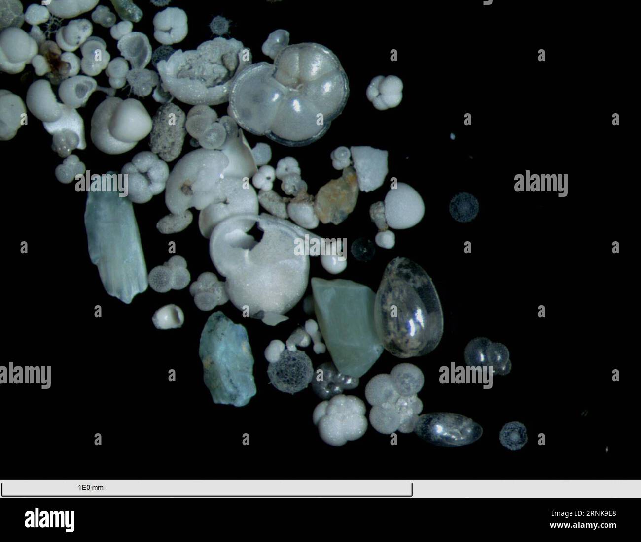 (170315) -- ABOARD JOIDES RESOLUTION, March 15, 2017 -- Foraminifera ...