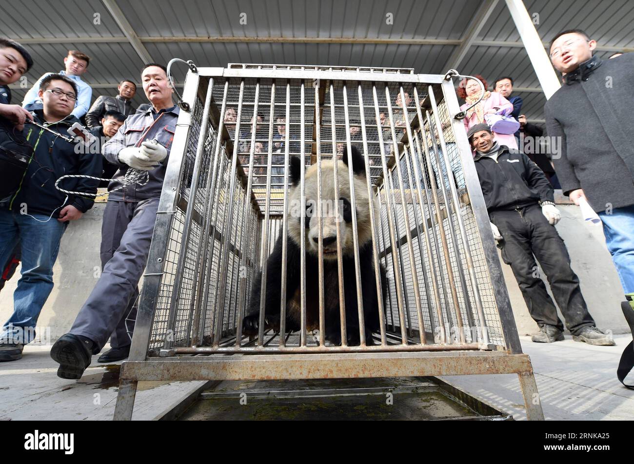 (170316) -- BEIJING , March 16, 2017 -- Giant panda Shu Lan waits for ...