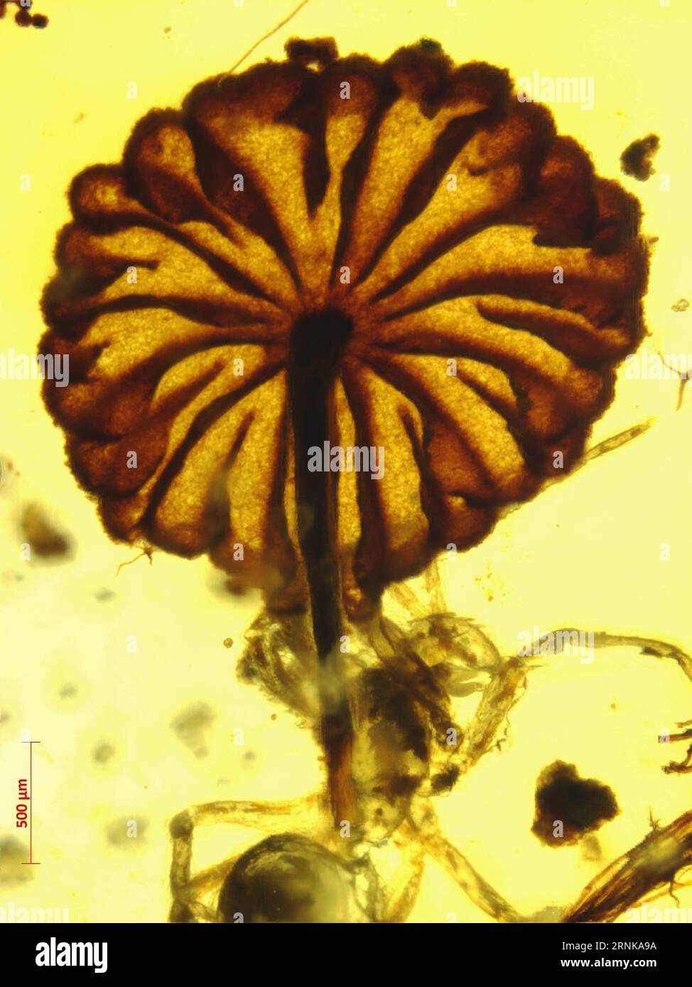 Fossil sources hi-res stock photography and images - Alamy