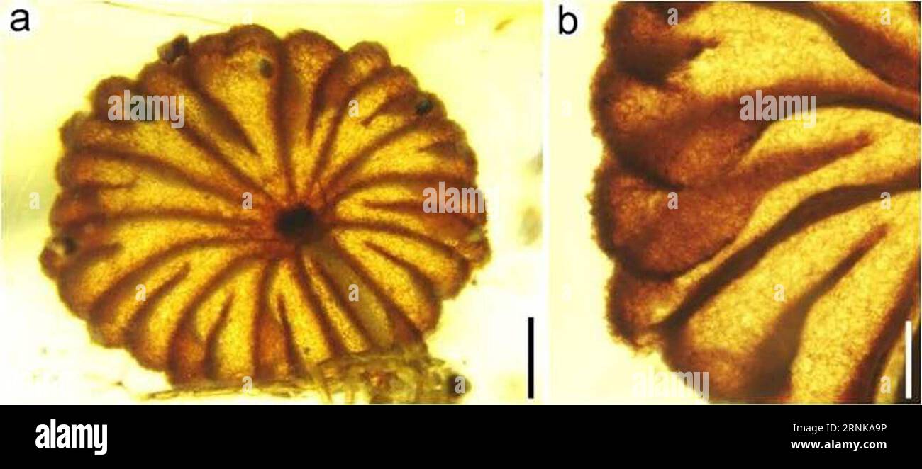Fossil sources hi-res stock photography and images - Alamy