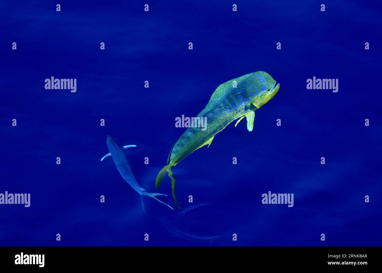 (170320) -- ABOARD JOIDES RESOLUTION, March 20, 2017 -- Dolphinfishes ...