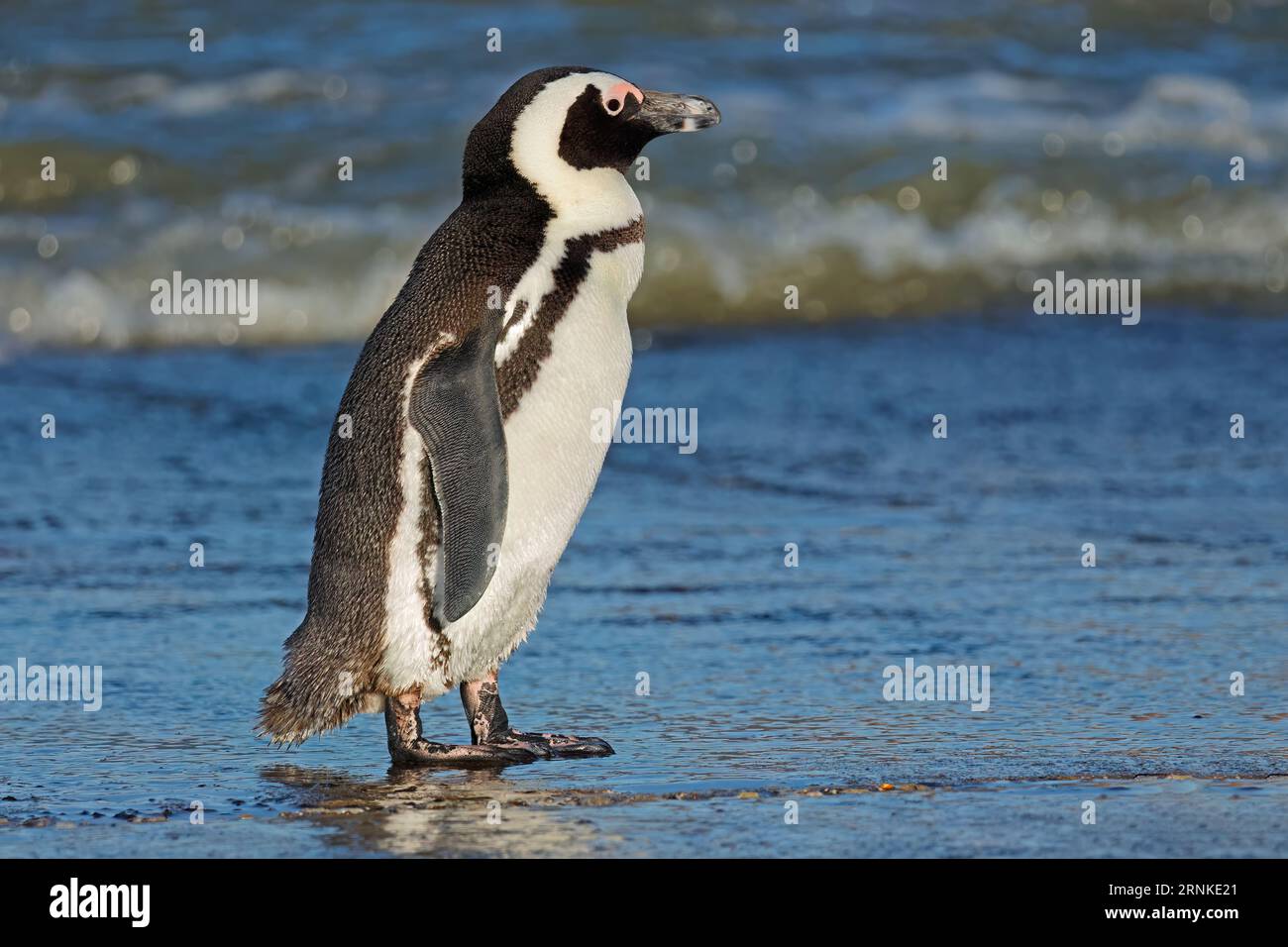 African penguin endangered species hi-res stock photography and images ...