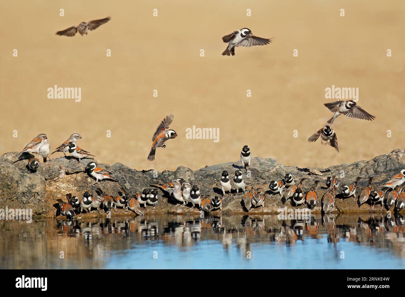 Kalahari Desert Birds