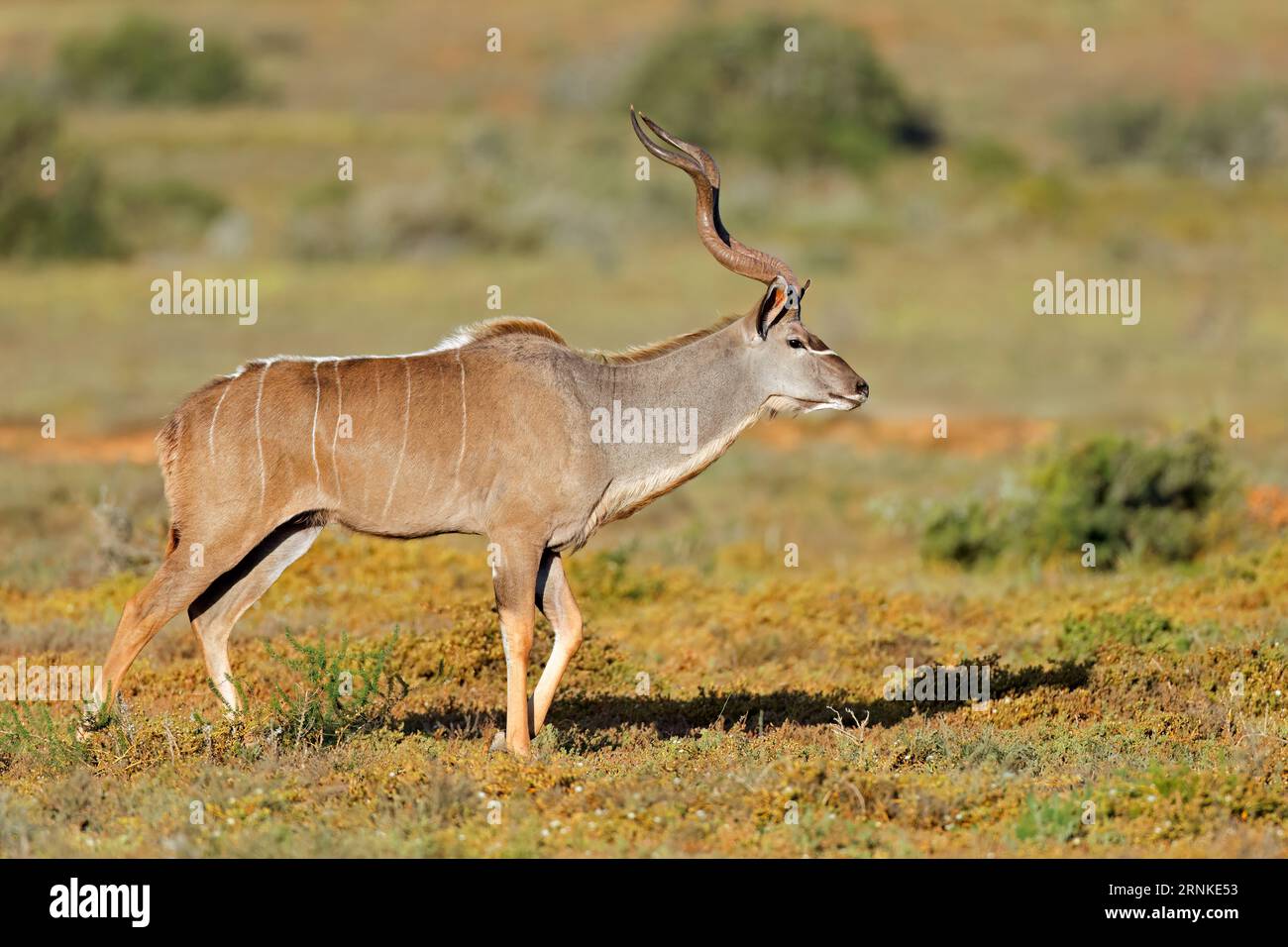Male kudu antelope (Tragelaphus strepsiceros) walking in natural ...