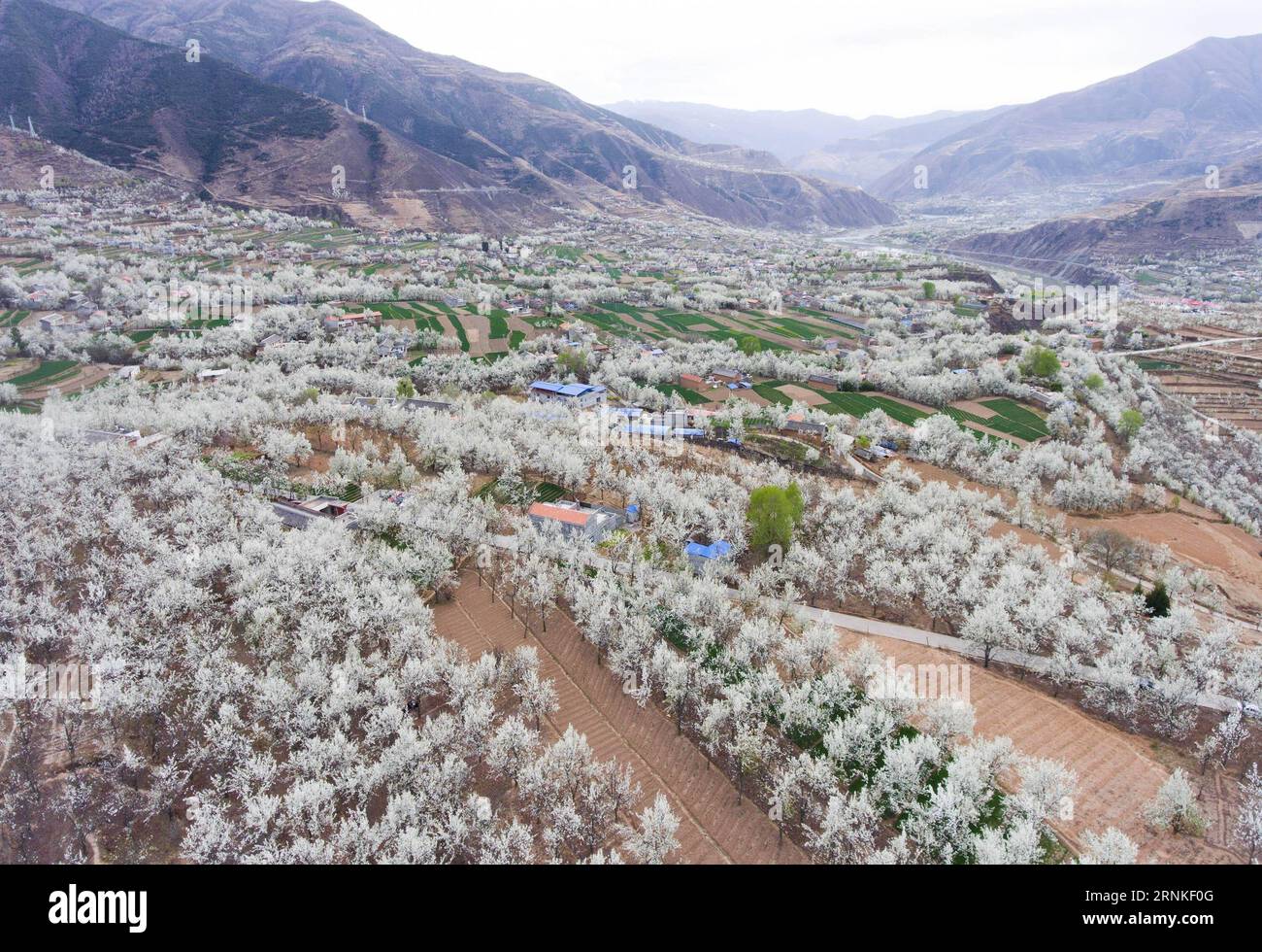 (170328) -- BEIJING, March 28, 2017 -- Pear flowers are seen in ...