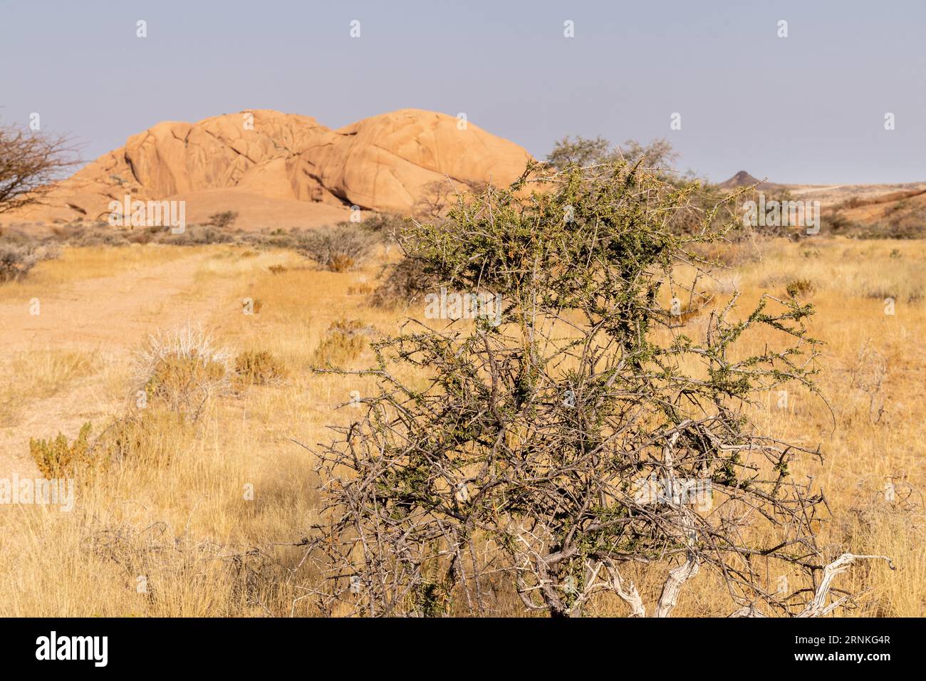 A relatively green desert landscape near Spitzkoppe, a famous landmark ...