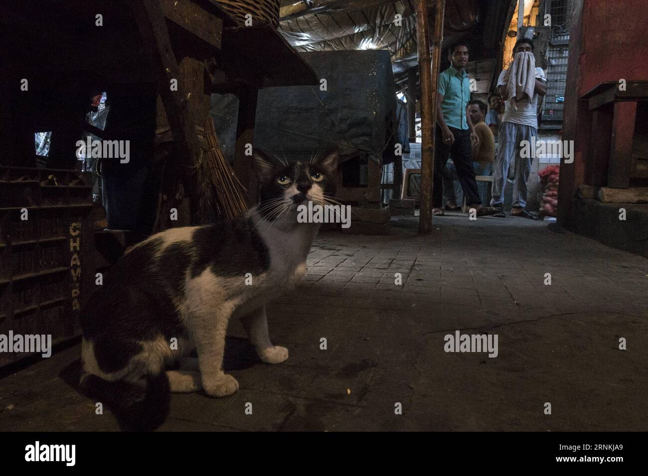 World stray animal day hi-res stock photography and images - Alamy
