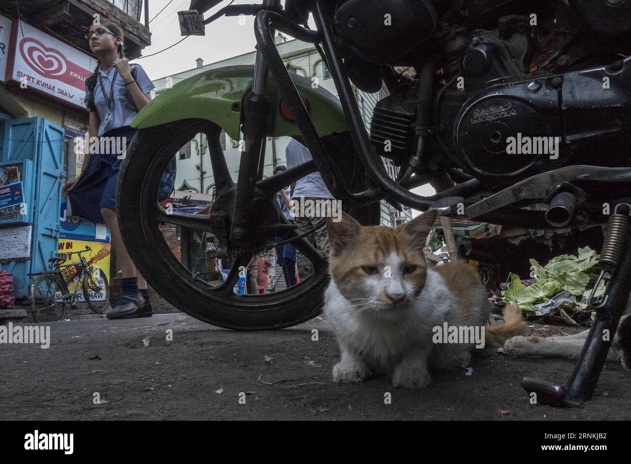 World stray animal day hi-res stock photography and images - Alamy