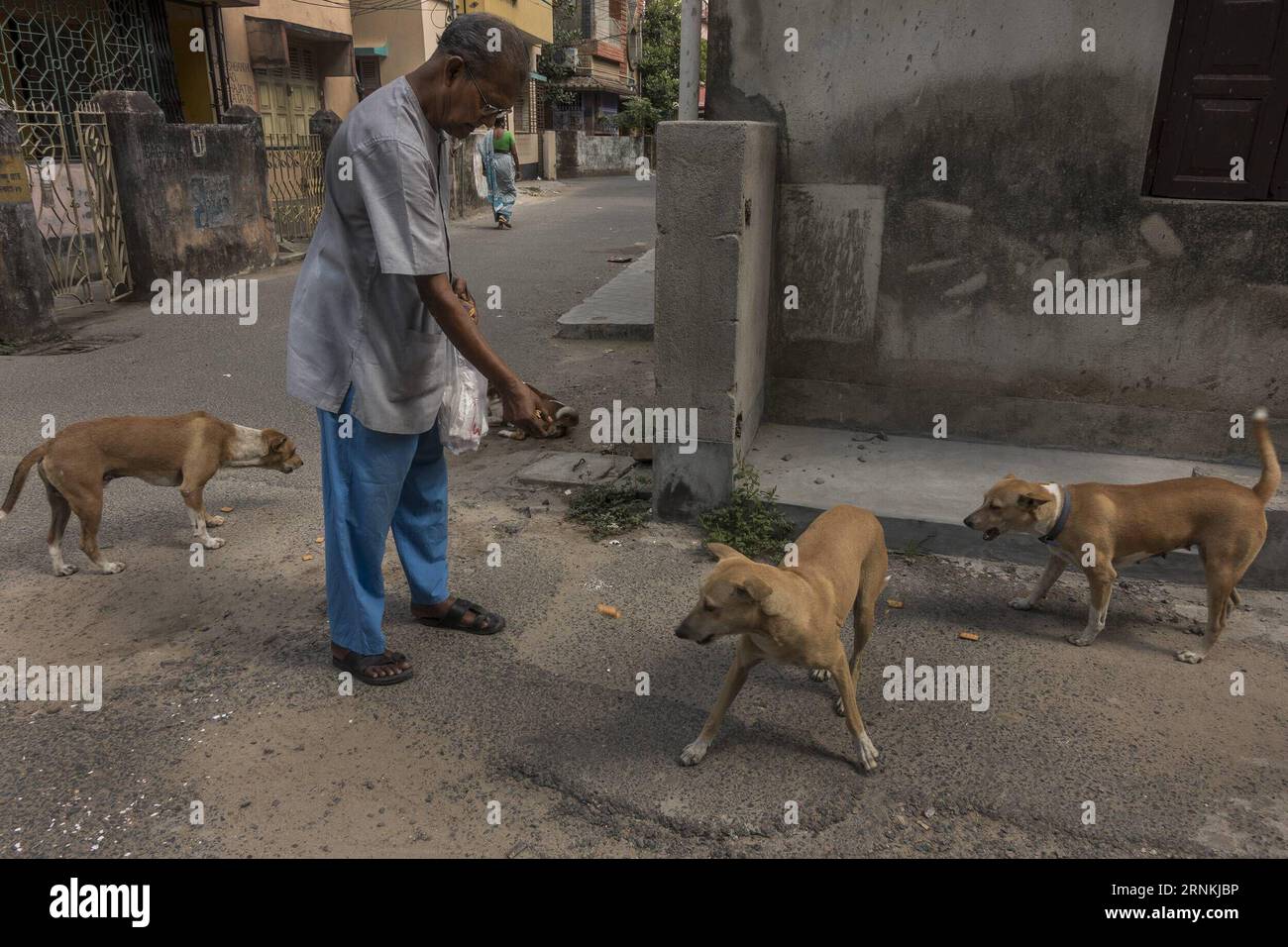 World stray animal day hi-res stock photography and images - Alamy