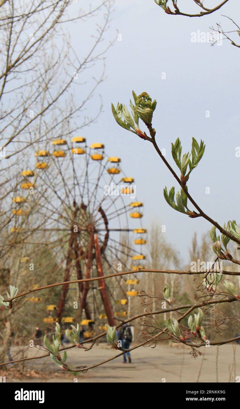 (170408) -- CHERNOBYL, April 8, 2017 -- Tree sprouts are seen in ...