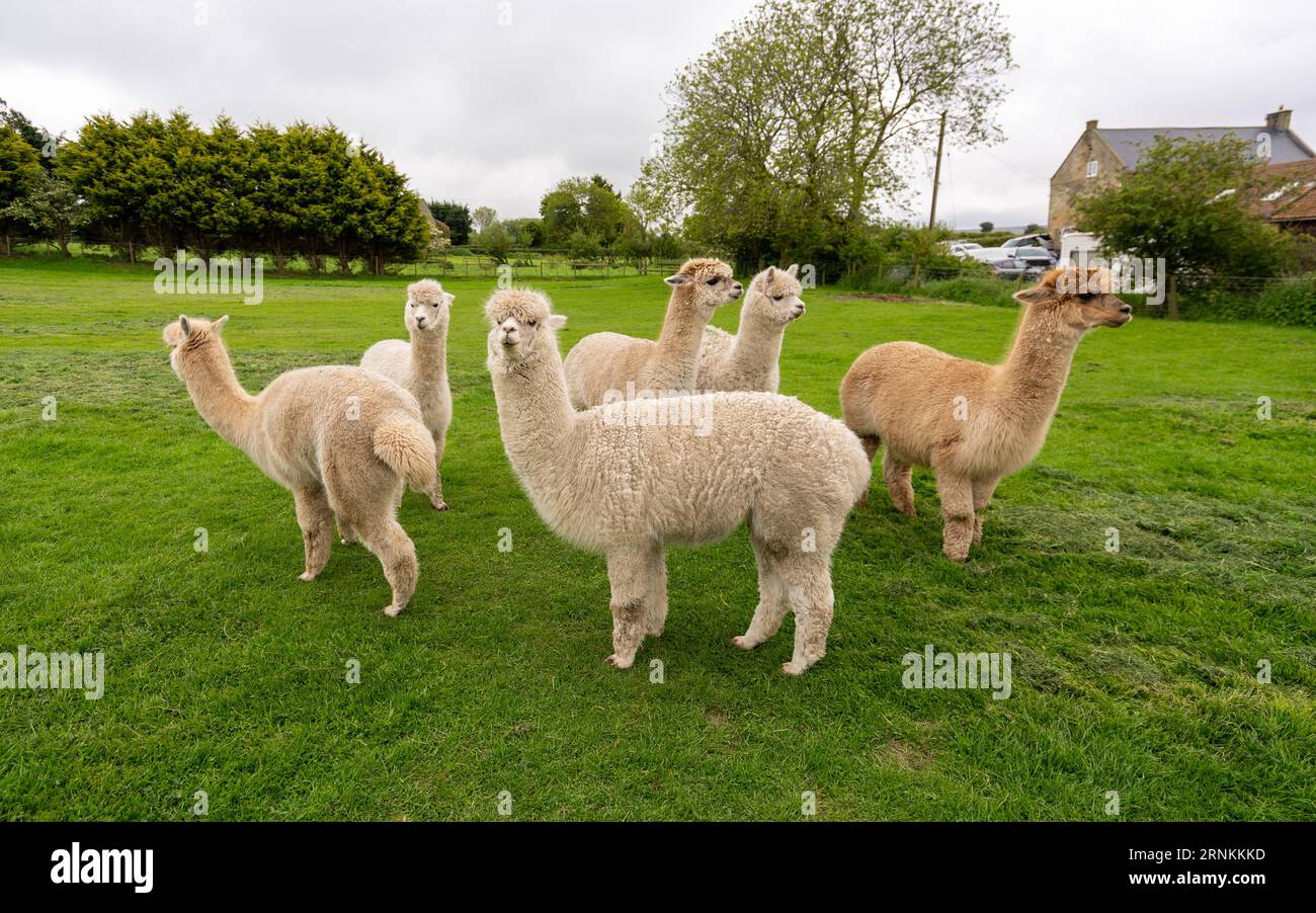 Alpacas in the UK Stock Photo - Alamy