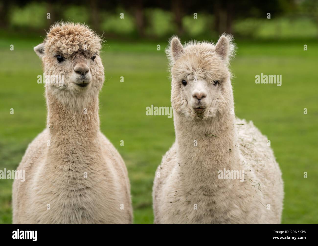Alpacas in the UK Stock Photo - Alamy