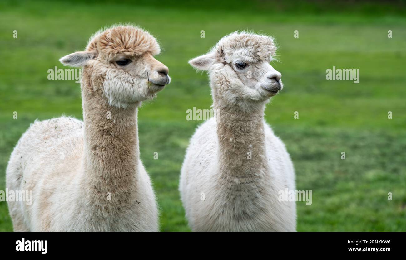 Alpacas in the UK Stock Photo - Alamy