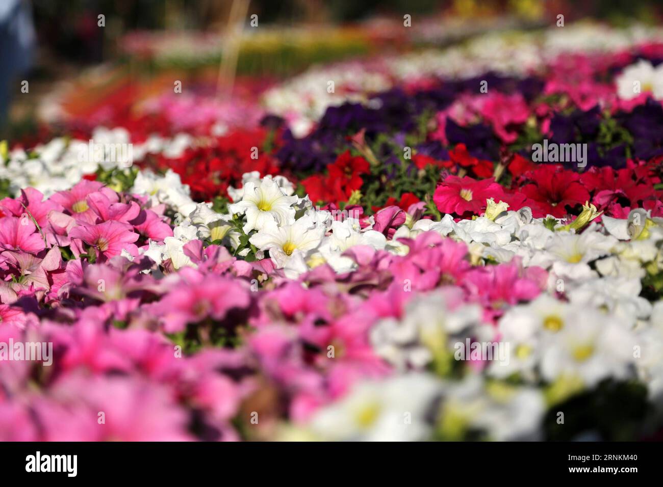 (170410) -- RAWALPINDI, April 10, 2017 -- Blooming flowers are seen ...