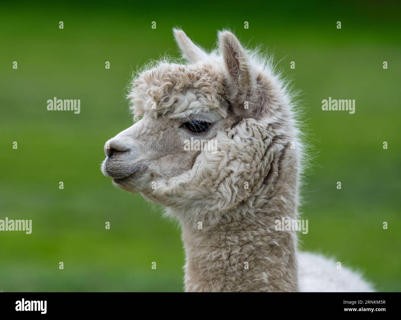 Alpacas in the UK Stock Photo - Alamy