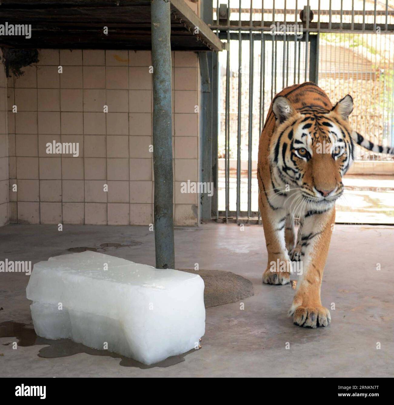 (170413) -- KARACHI, April 13, 2017 -- A tiger walks past an ice-cube ...