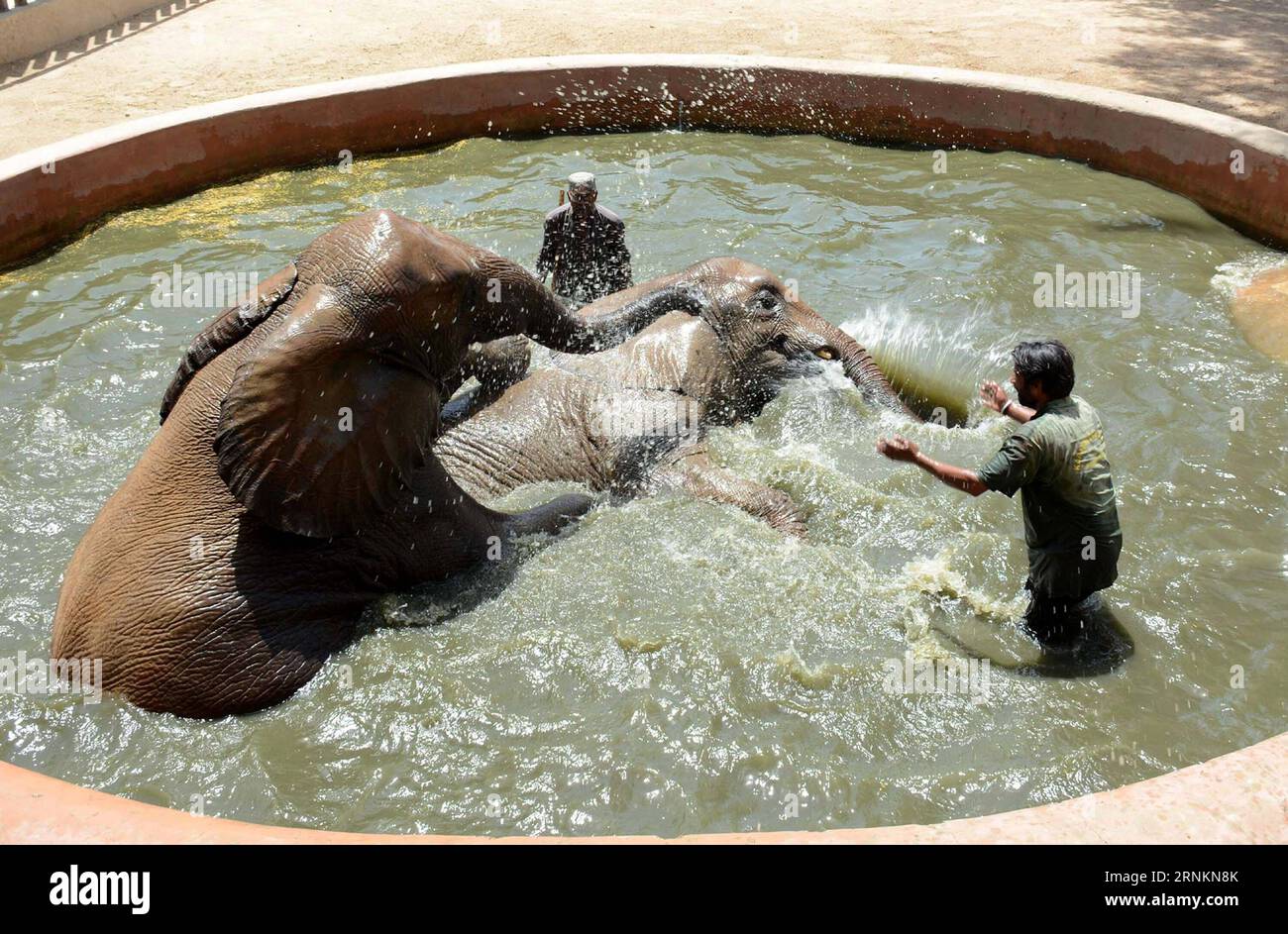 (170413) -- KARACHI, April 13, 2017 -- Employees give bath to elephants ...