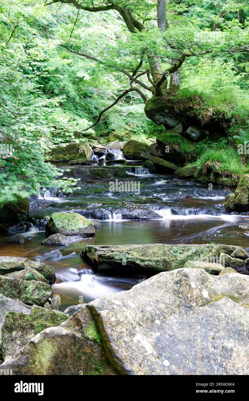 Stream flowing through a wood Stock Photo - Alamy