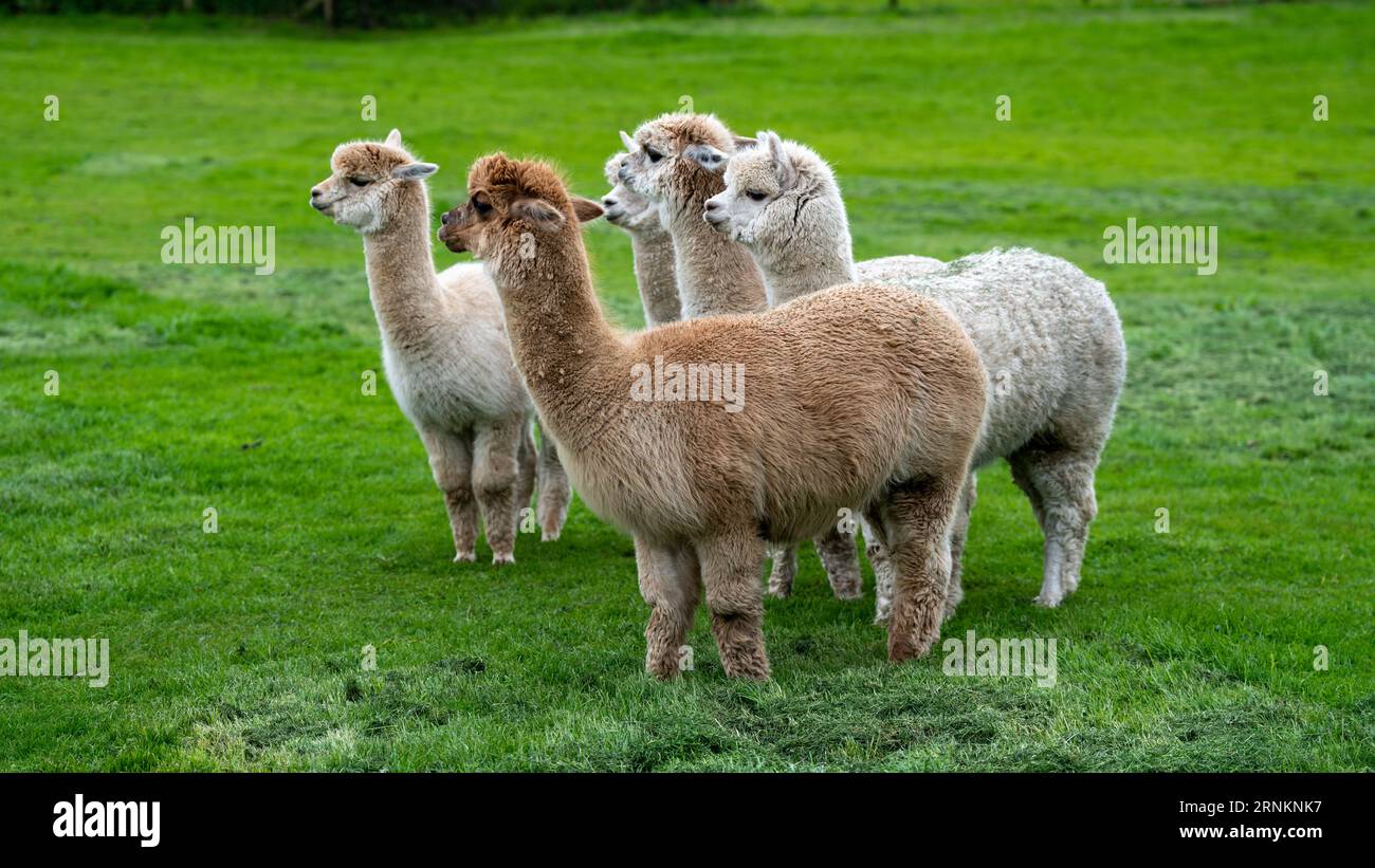 Alpacas in the UK Stock Photo - Alamy