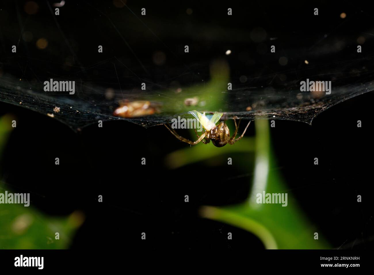 Spider on a web underneath a leaf Stock Photo - Alamy