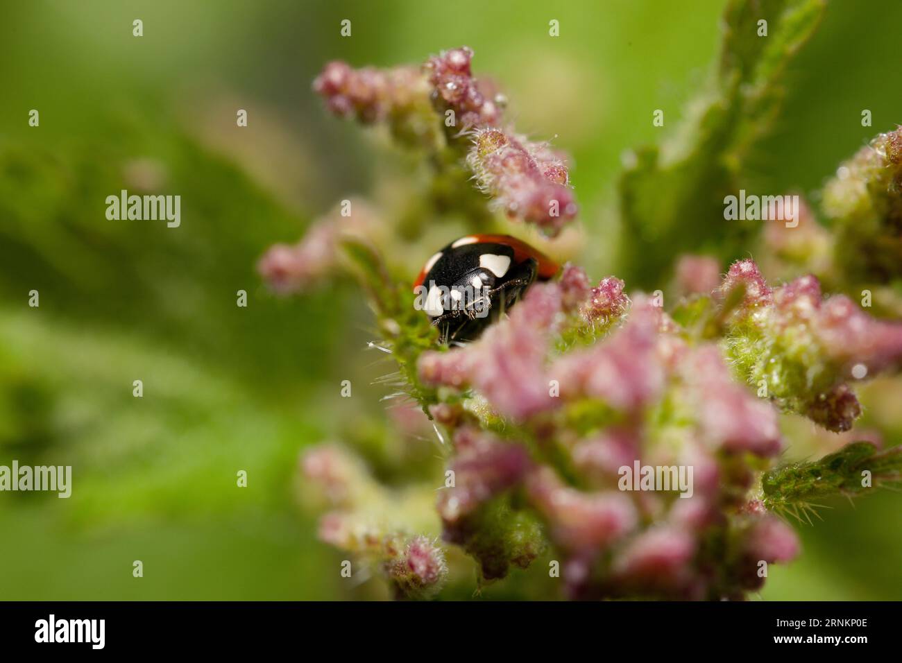 Ladybird on a flower Stock Photo - Alamy