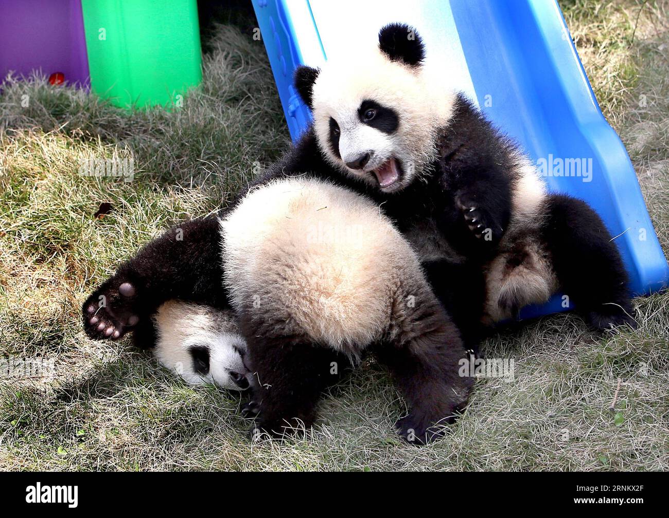 (170422) -- SHANGHAI, April 22, 2017 -- The pigeon pair panda cubs play ...