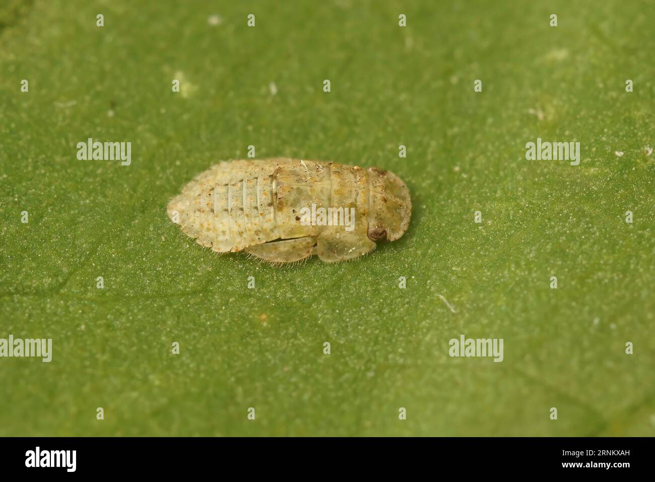 Natural closeup on the bizarre nymph of an eared leafhopper, Ledra ...
