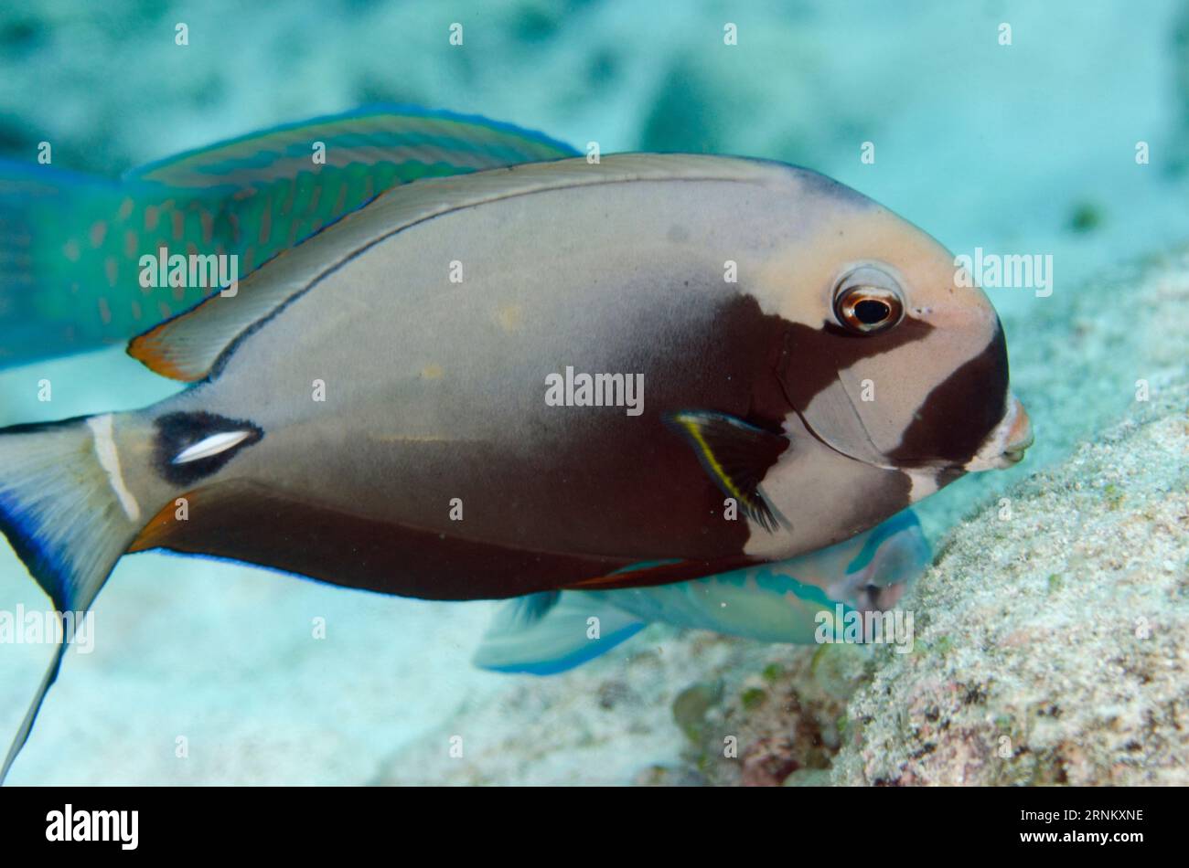 Pale-lipped Surgeonfish, Acanthurus leucocheilus, Too Many Fish dive ...