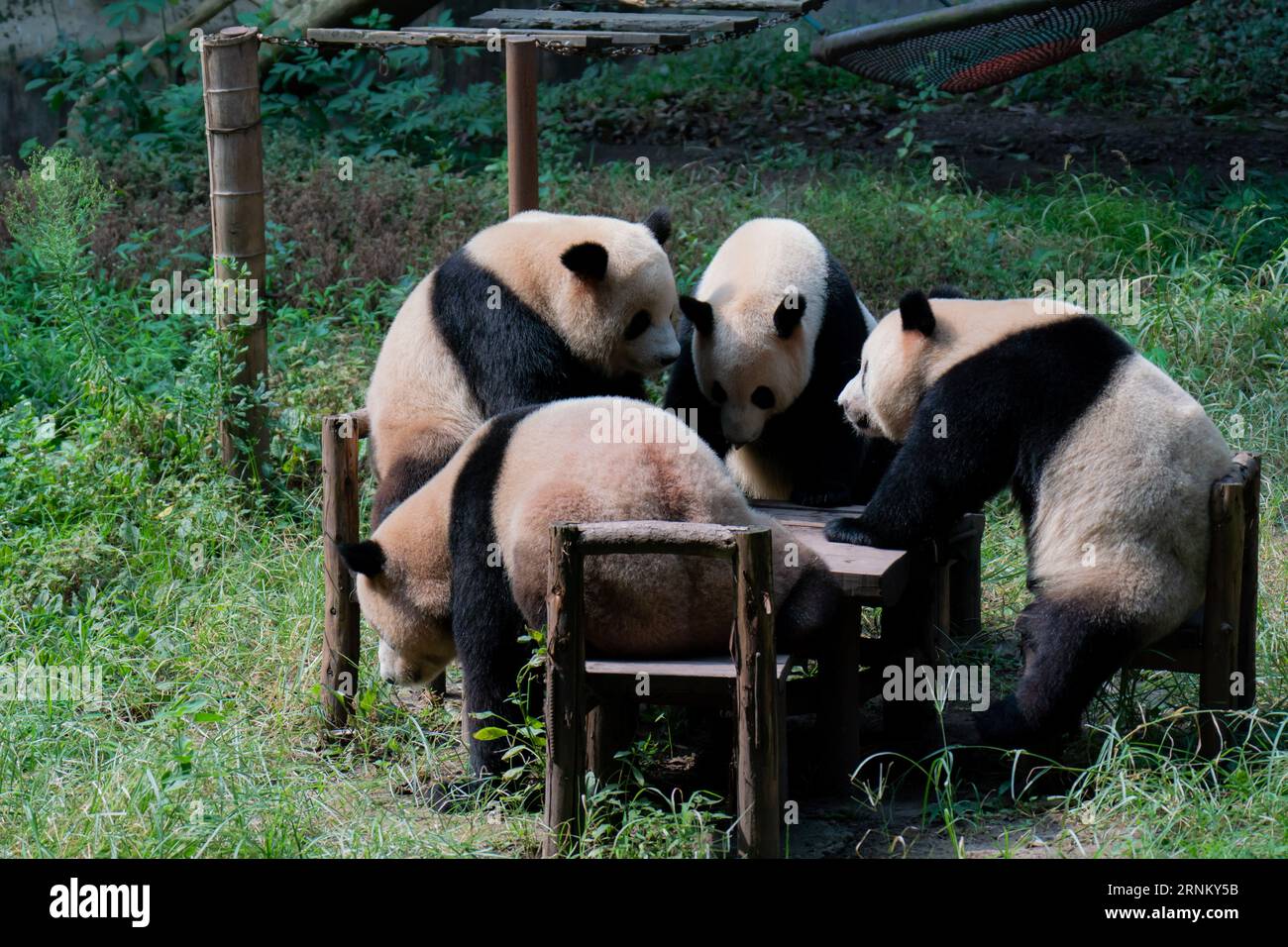 CHONGQING, CHINA - SEPTEMBER 2, 2023 - Giant pandas enjoy food at ...