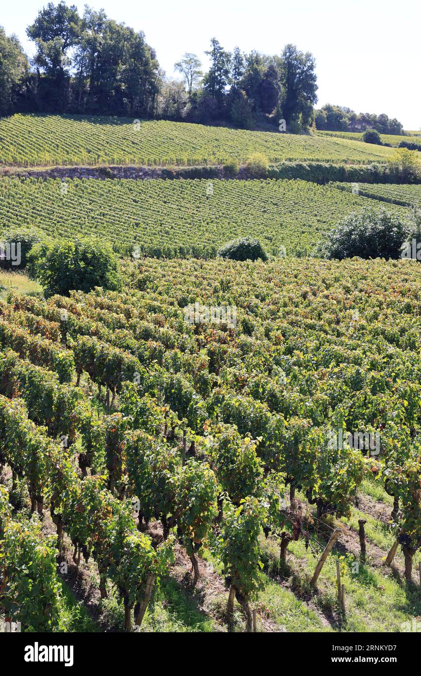 Saint-Émilion. Vigne, vignoble, raisin. Production de vin rouge. Vigne ...